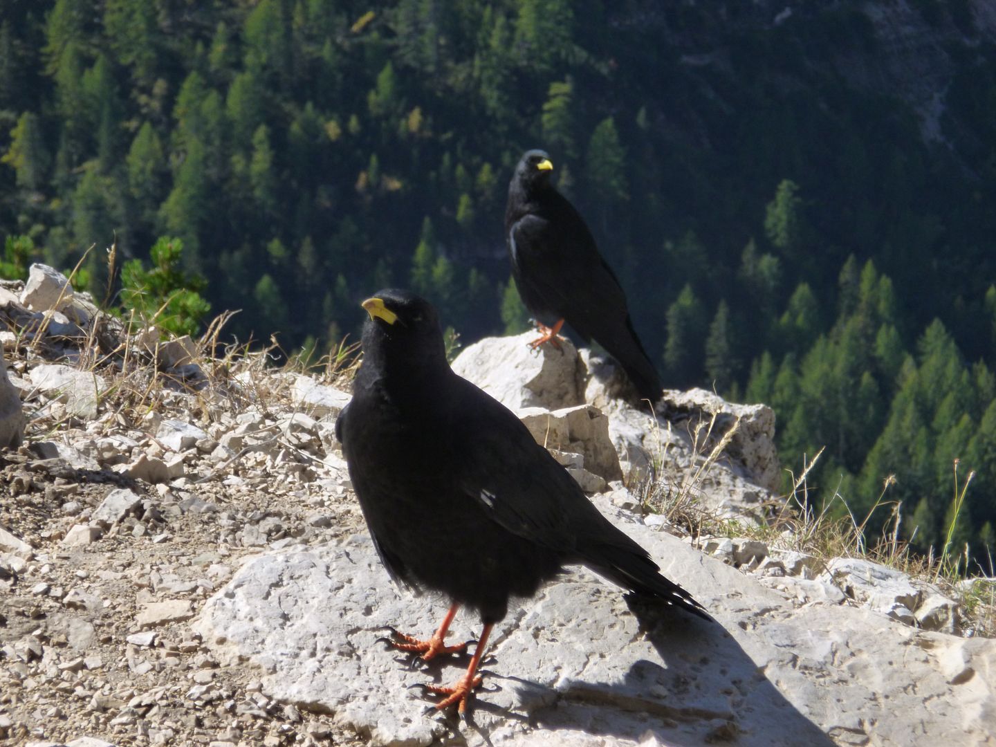 Walk Report - Col Rosa • Walkhighlands