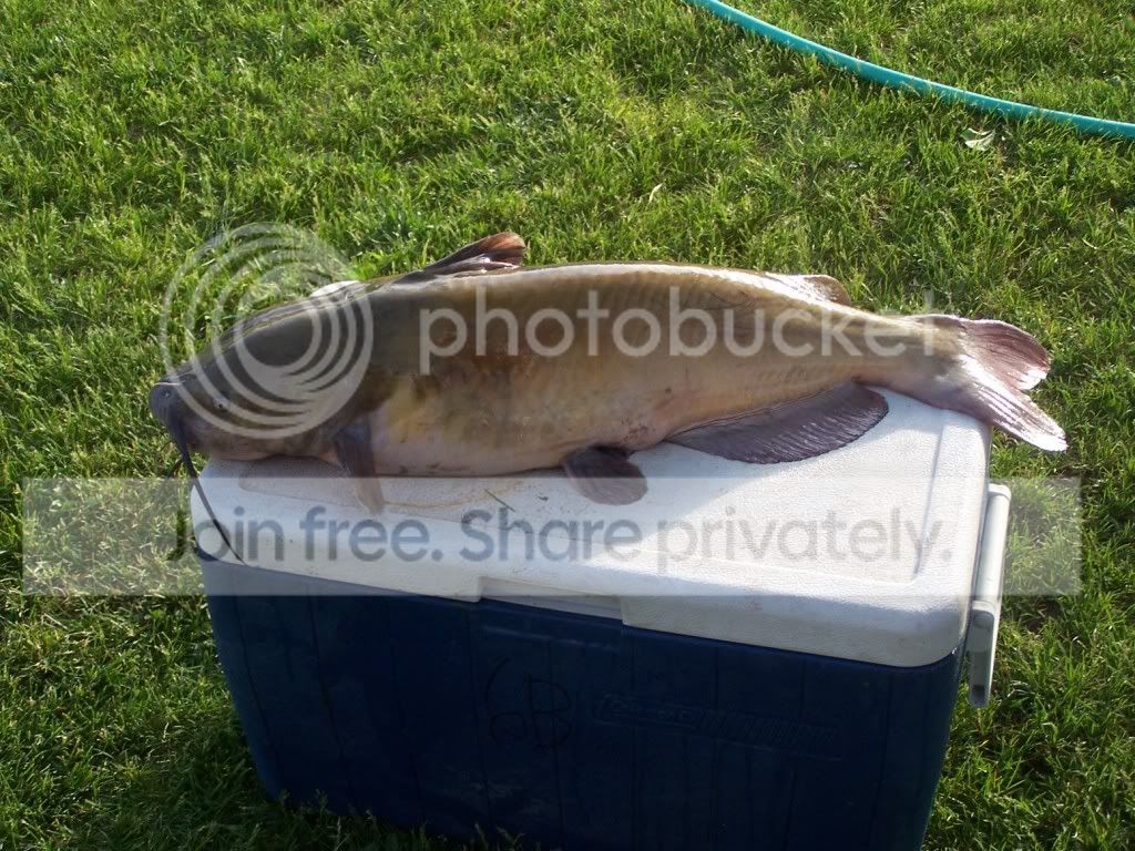 What is your personal best Channel catfish in colorado ? length and ...