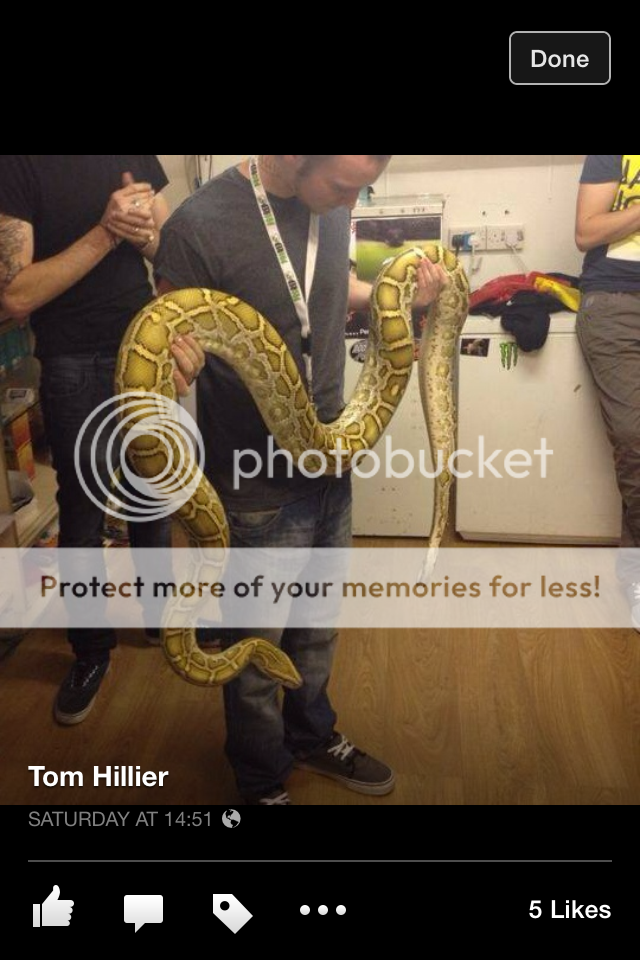SE England - 10ft Male hypo het albino Burmese Python. | Reptile Forums