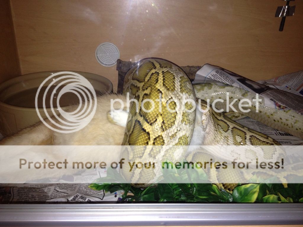 SE England - 10ft Male hypo het albino Burmese Python. | Reptile Forums