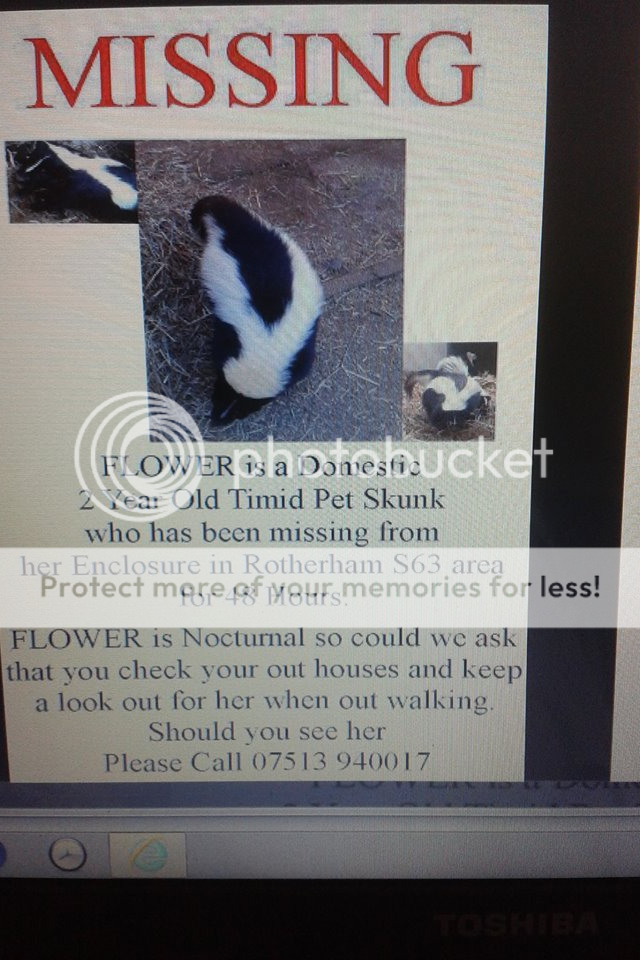 Lost skunk | Reptile Forums
