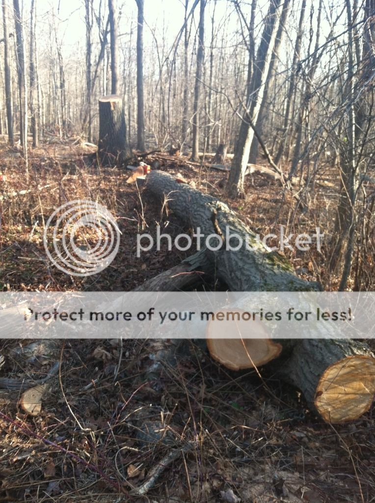 Post pictures of your woodpile/splitting area | Page 98 | Arborist ...