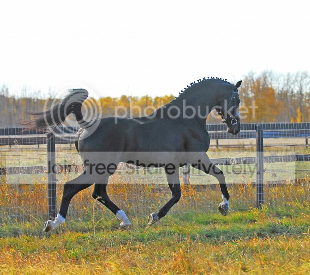 Stallion Recommendations for a Wolkenstein II/Bolero Mare - Sport Horse ...
