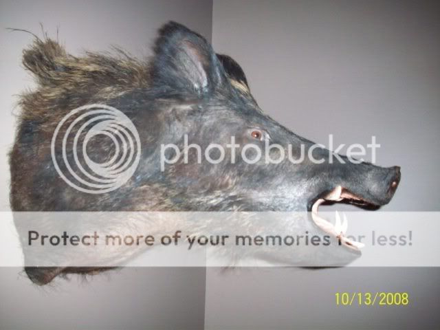 Wild Boar Mounts arrived today (pics) | New Jersey Hunters